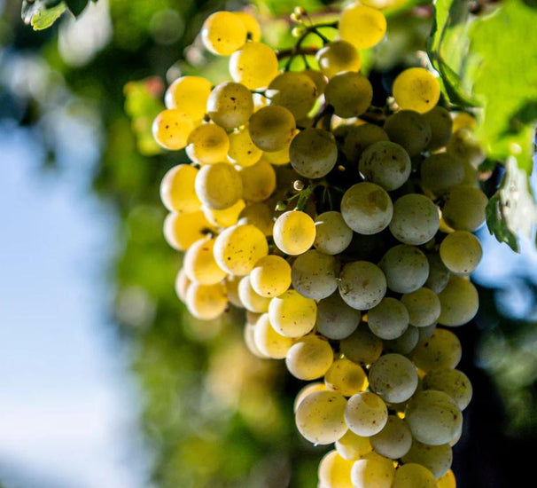 Sachertorte - The Queen of Austrian Cakes – KIPFERL